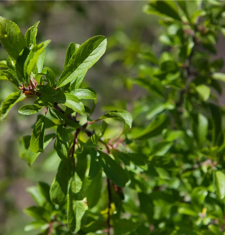 Prunus spinosa - GartenBaumschule Wöhrle