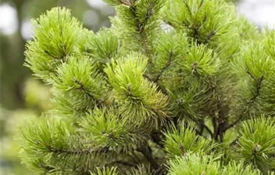 Pinus mugo 'Laurin' - GartenBaumschule Wöhrle