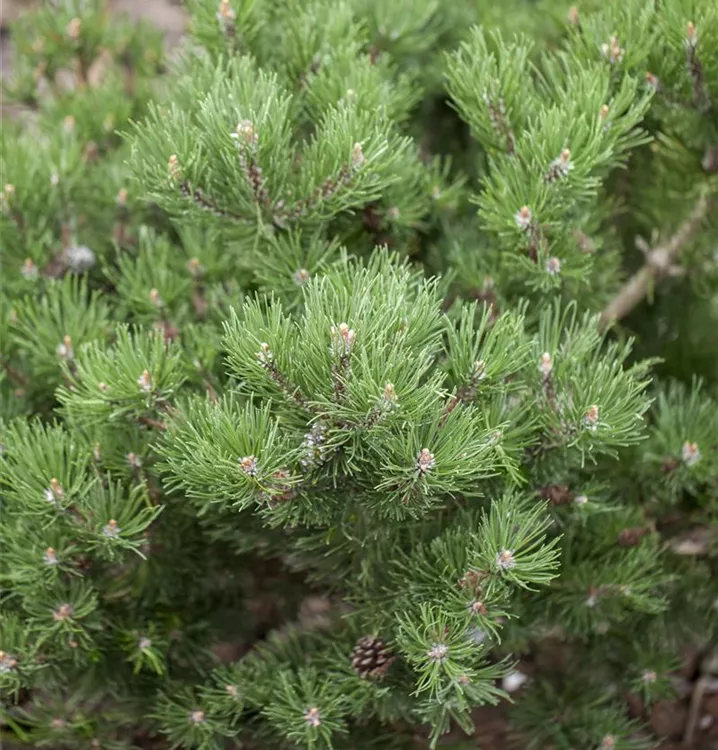 Pinus mugo 'Laurin' - GartenBaumschule Wöhrle