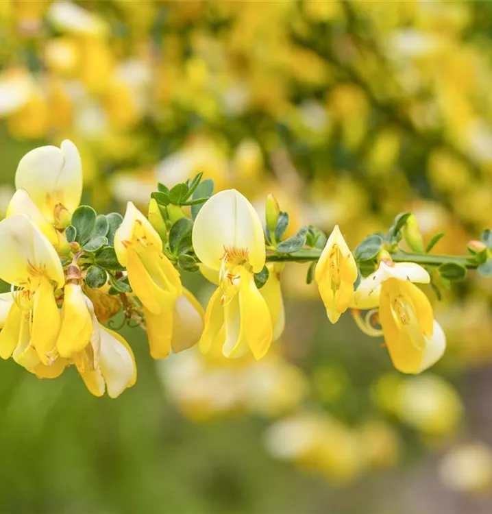 Cytisus praecox 'Allgold' - GartenBaumschule Wöhrle