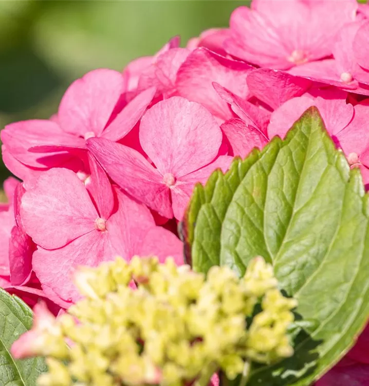 Hydrangea macrophylla 'Bouquet Rose' - GartenBaumschule Wöhrle