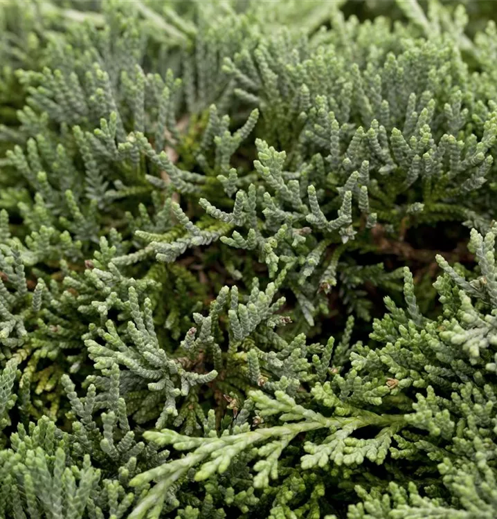 Juniperus horizontalis 'Icee Blue' - GartenBaumschule Wöhrle