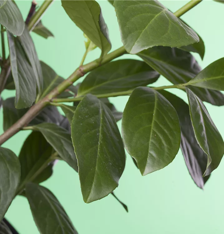 Prunus lauroc.'Novita' - GartenBaumschule Wöhrle