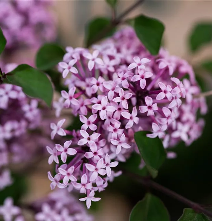 Syringa meyeri 'Red Pixie' - GartenBaumschule Wöhrle