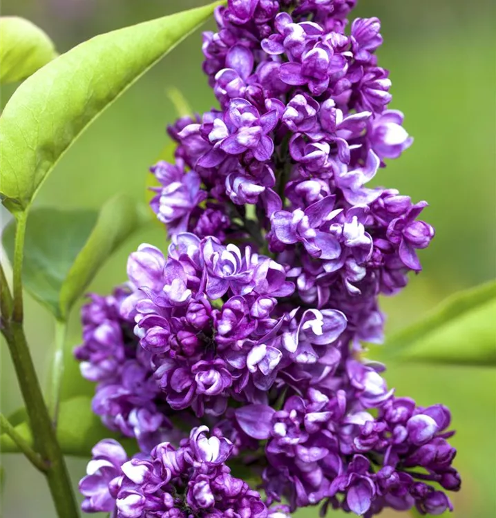 Syringa Vulg Charles Joly