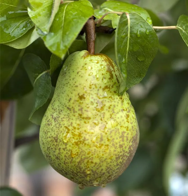 Pyrus com.'Herzogin Elsa' , Birne 'Herzogin Elsa' - GartenBaumschule Wöhrle