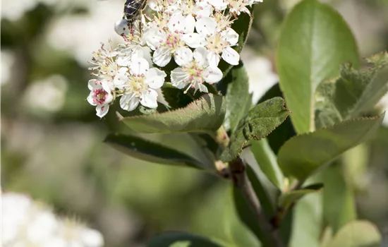 Aronia melanocarpa 'Hugin', schwachwachsende Apfelbeere 'Hugin ...