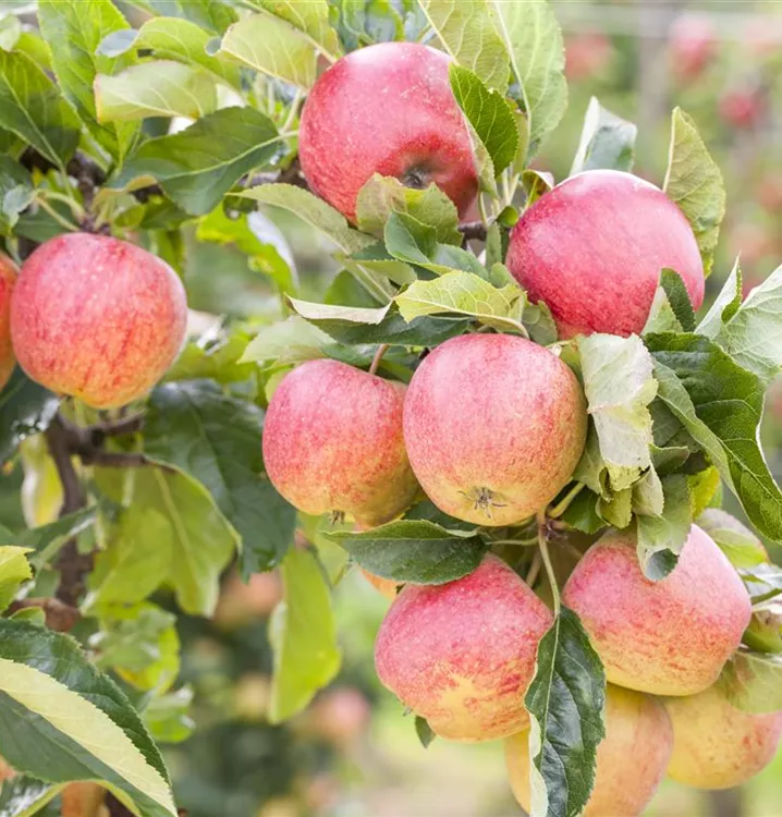 Malus 'Gravensteiner', Apfel 'Gravensteiner' - GartenBaumschule Wöhrle