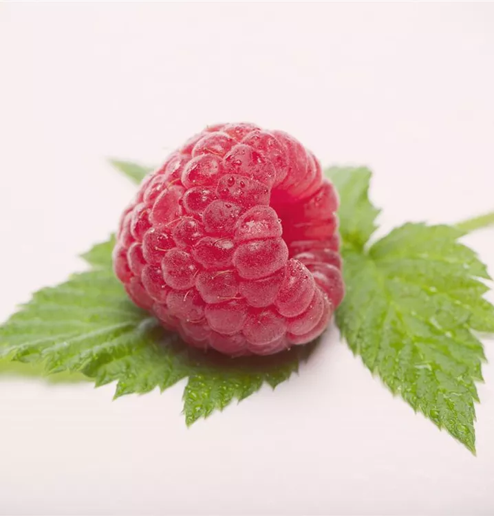 Rubus id.'Himbotop', Himbeere 'Himbo-Top'® - GartenBaumschule Wöhrle