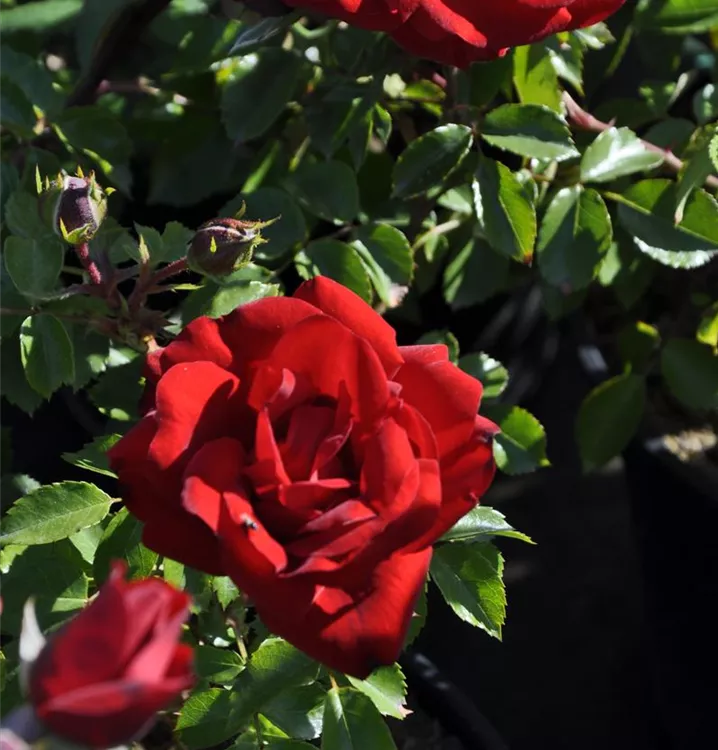 Rosa 'Amadeus', Kletterrose 'Amadeus'® - GartenBaumschule Wöhrle