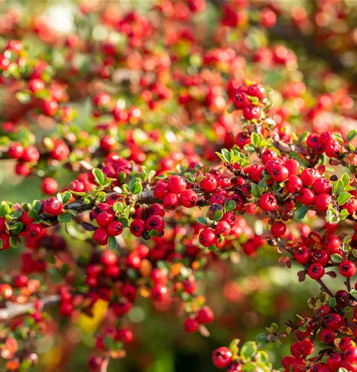 Cotoneaster horizontalis - GartenBaumschule Wöhrle