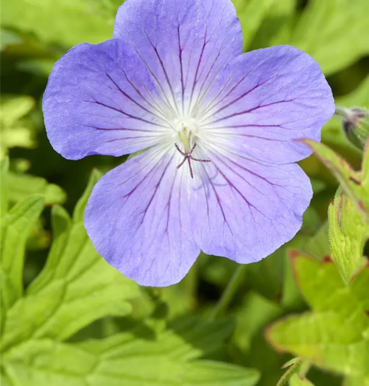 Geranium pratense 'Johnson's Blue' - GartenBaumschule Wöhrle