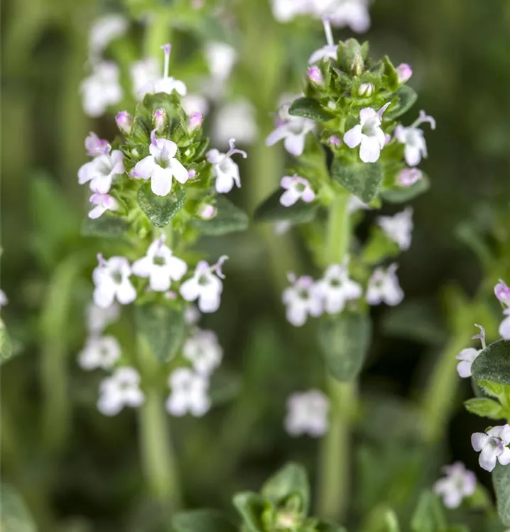 Thymus serpyllum 'Albus' - GartenBaumschule Wöhrle