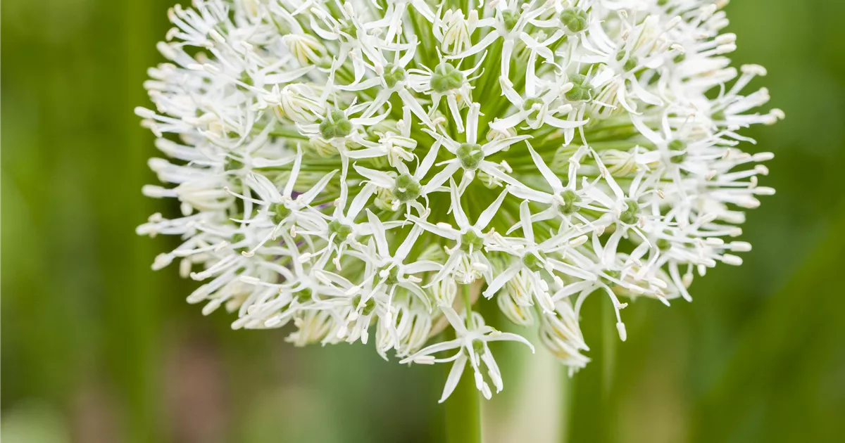 Allium stipitatum 'Mount Everest', Garten-Zier-Lauch 'Mount Everest ...