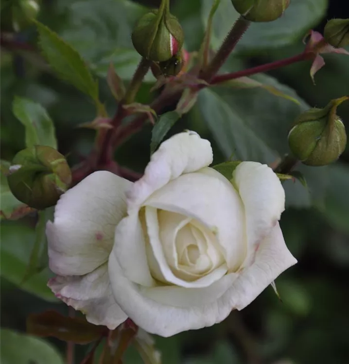 Rosa 'Alaska', Kletterrose 'Alaska' - GartenBaumschule Wöhrle