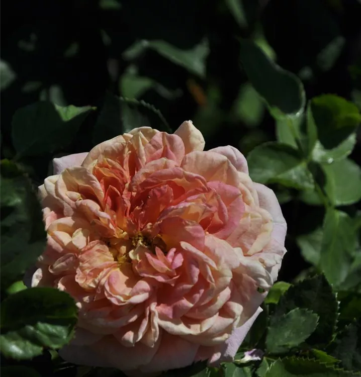 Rosa 'Alchymist', Kletterose 'Alchymist' - GartenBaumschule Wöhrle