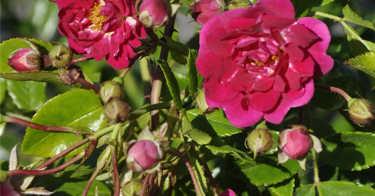 Rosa 'Super Excelsa', Kletterrose 'Super Excelsa'® - GartenBaumschule ...