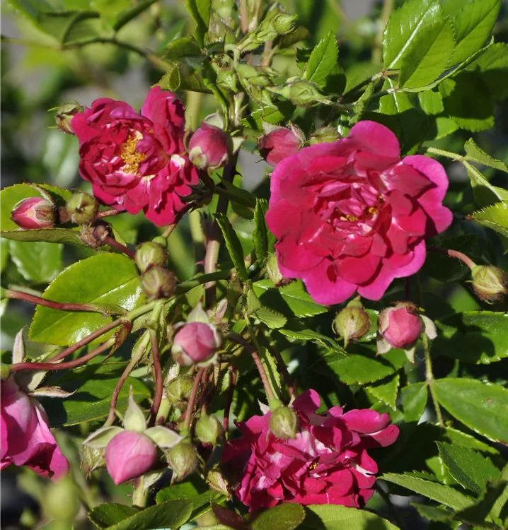 Rosa 'Super Excelsa', Kletterrose 'Super Excelsa'® - GartenBaumschule ...
