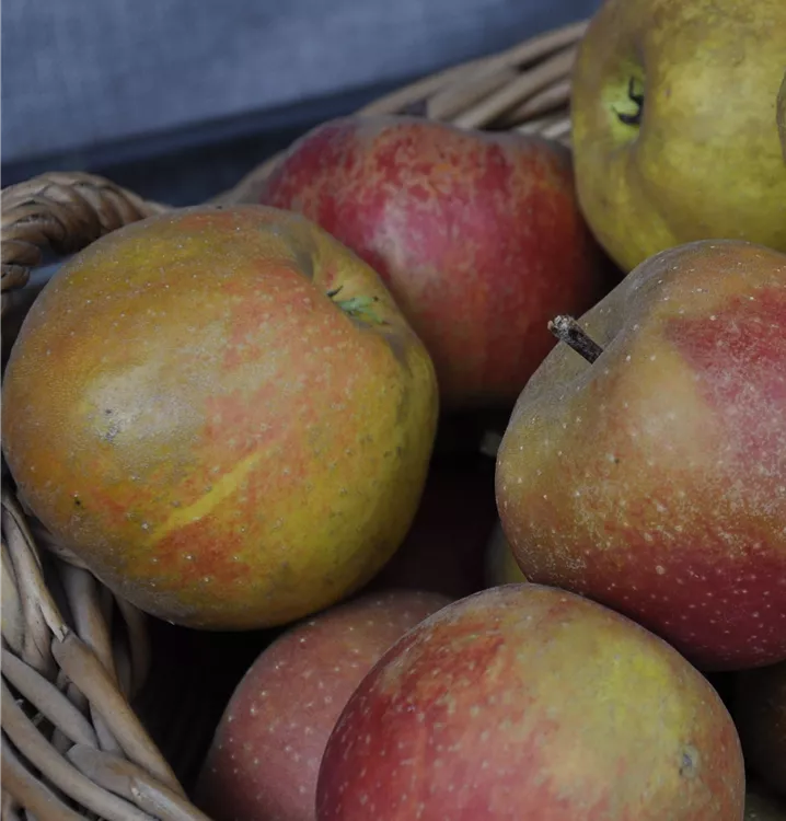 Malus 'Roter Boskoop', Apfel 'Roter Boskoop' - GartenBaumschule Wöhrle