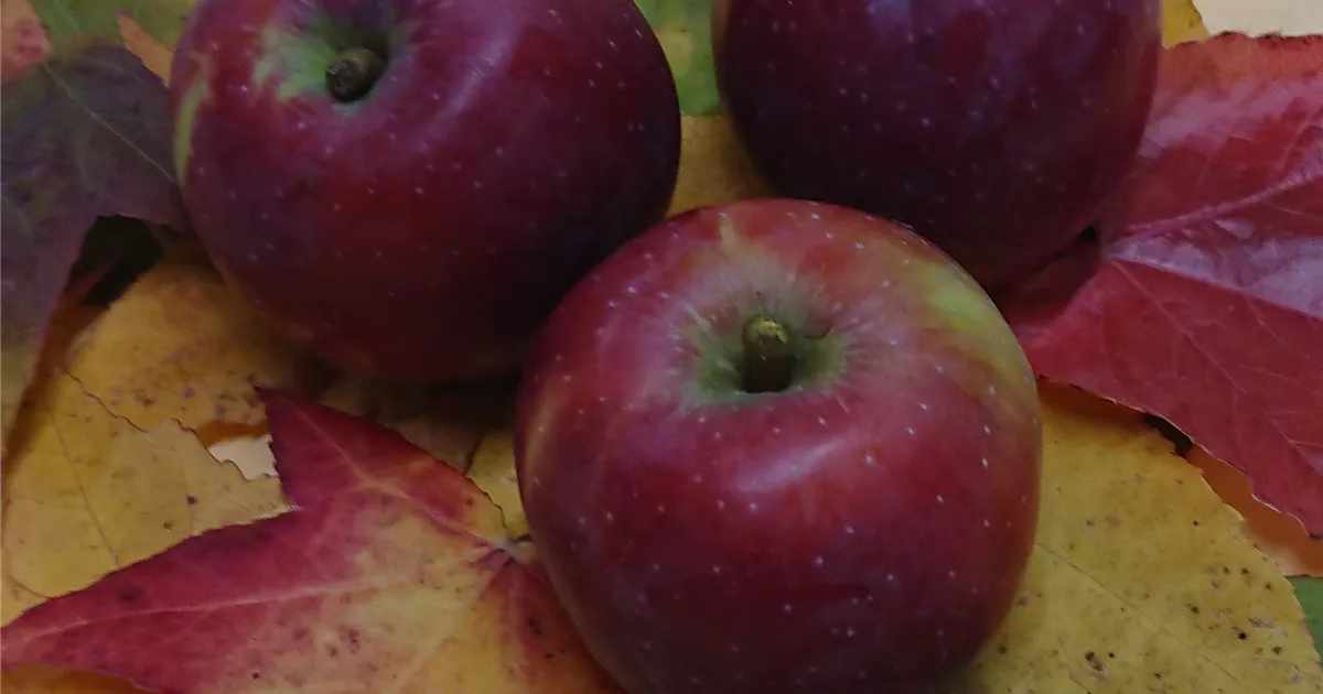 Malus 'Berner Rosenapfel' , Apfel 'Berner Rosenapfel ...