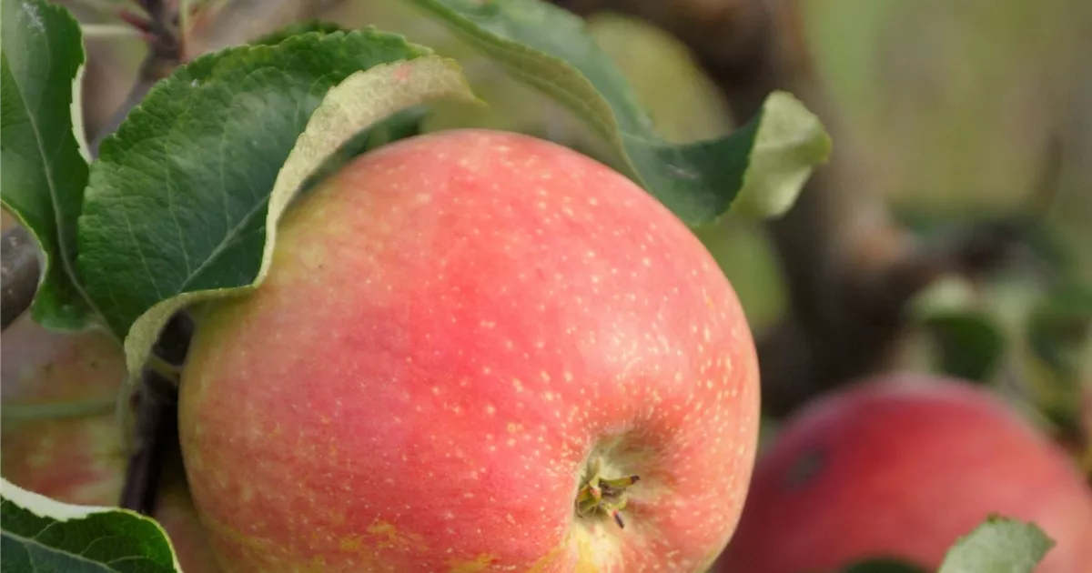 Malus 'Resi' , Apfel 'Resi'(s) - GartenBaumschule Wöhrle