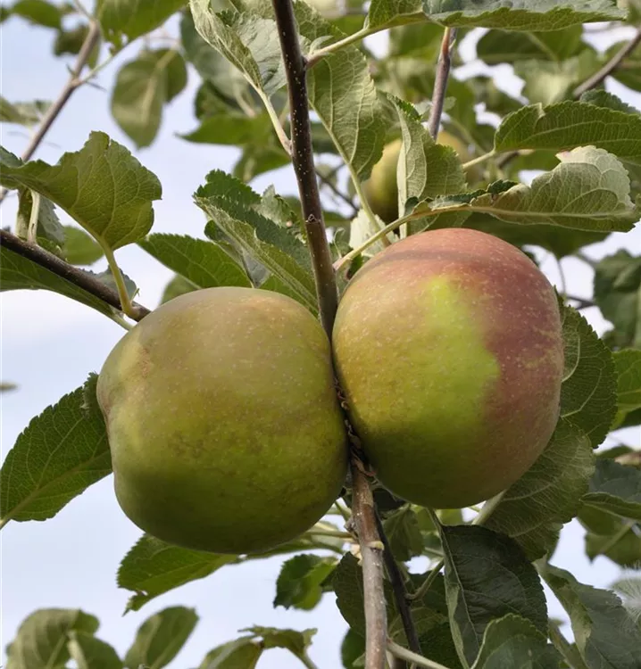 Malus 'Schöner aus Boskoop', Apfel 'Boskoop' - GartenBaumschule Wöhrle