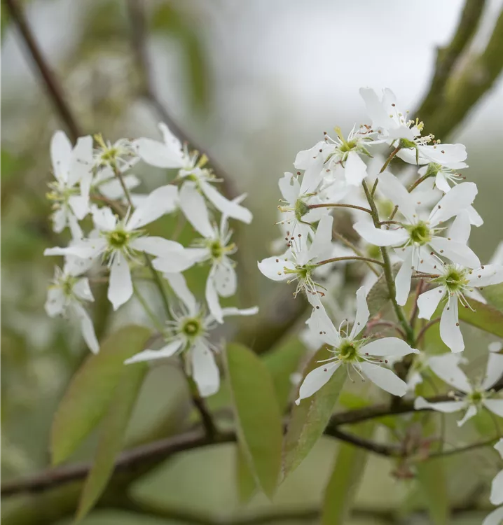 Amelanchier 'Prince William', Felsenbirne 'Prince William ...