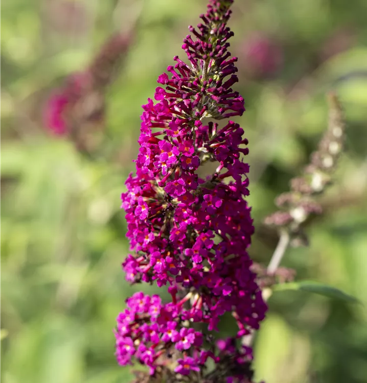Buddleja 'Buzz Hot Raspberry', Schmetterlingsflieder BUZZ™ 'Hot ...