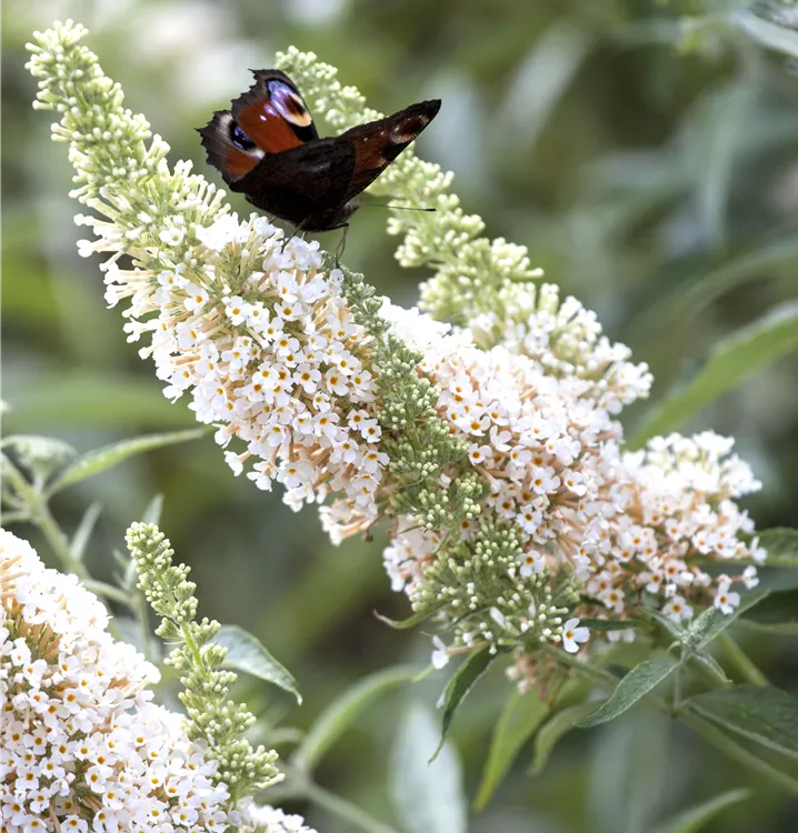 Buddleja 'Buzz Ivory', Schmetterlingsflieder - GartenBaumschule Wöhrle