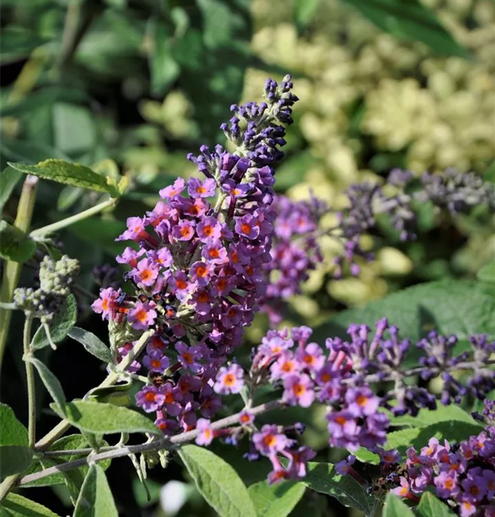 Buddleja davidii 'Flower Power', Sommerflieder 'Flower Power ...