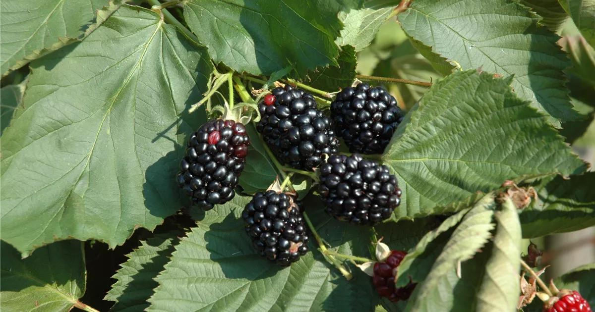 Rubus fruticosa 'Asterina', Brombeere 'Asterina' - GartenBaumschule Wöhrle