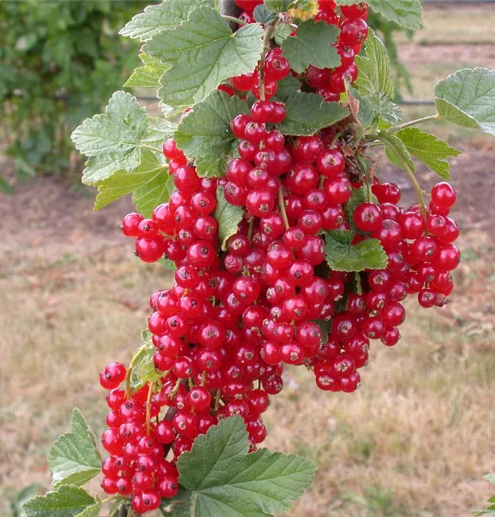 Ribes rubrum 'Rovada', Johannisbeere 'Rovada' - GartenBaumschule Wöhrle
