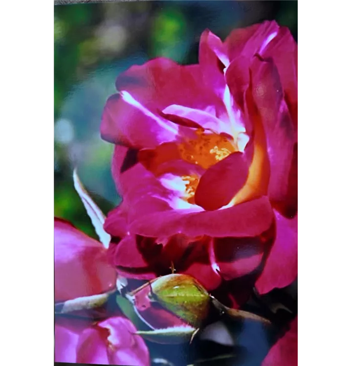 Rosa 'Ile de Fleurs', Strauchrose 'Ile de Fleurs' - GartenBaumschule Wöhrle