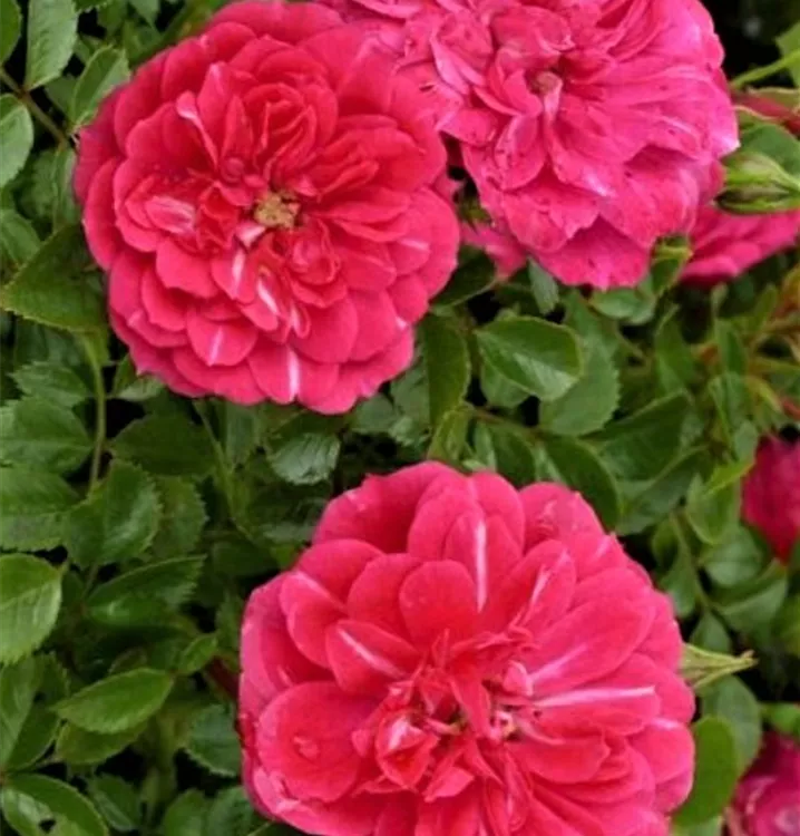 Rosa 'Knirps', Flächendeckerrose 'Knirps' - GartenBaumschule Wöhrle