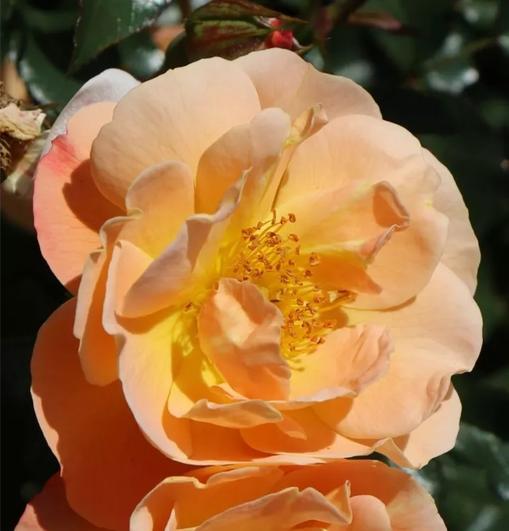 Rosa 'Sedana', Flächendeckerrose 'Sedana' - GartenBaumschule Wöhrle