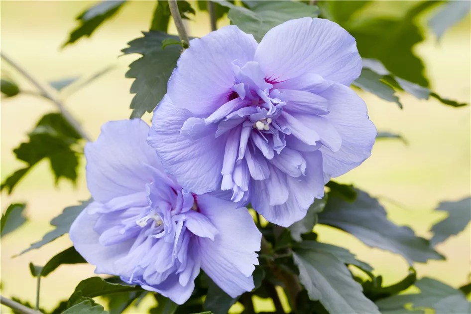 Hibiscus syriacus Blue Chiffon GartenBaumschule Wohrle