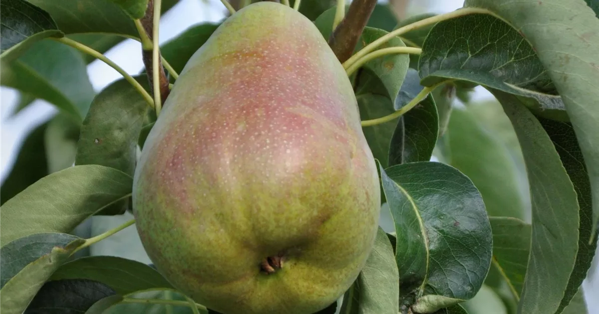 Pyrus com.'Harrow Delight' , Birne 'Harrow Delight' - GartenBaumschule ...